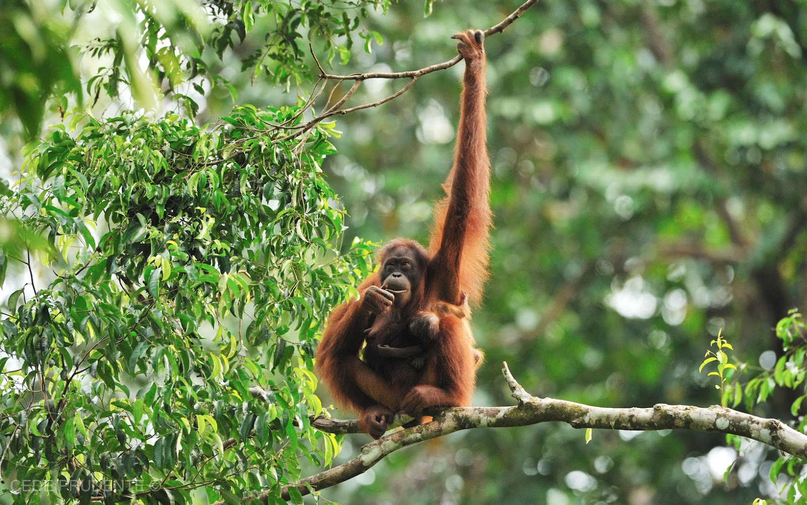 orang utan bornean gibbon proboscis monkey silvered langur hosei s ...