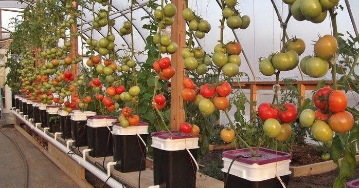 Cara Mudah Menanam Tomat dengan Sistem Hidroponik Dengan Langkah Sederhana Di Rumah | Kebun Bebek