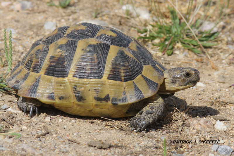 Raw Birds: HERMANN'S TORTOISE (Testudo hermanni subspecies T. h ...