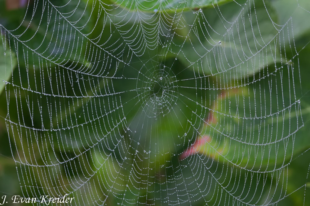 Kreider's Korner Photographs: October Leaves and Spider Webs