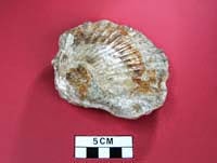 Variety of Life: Deltopecten