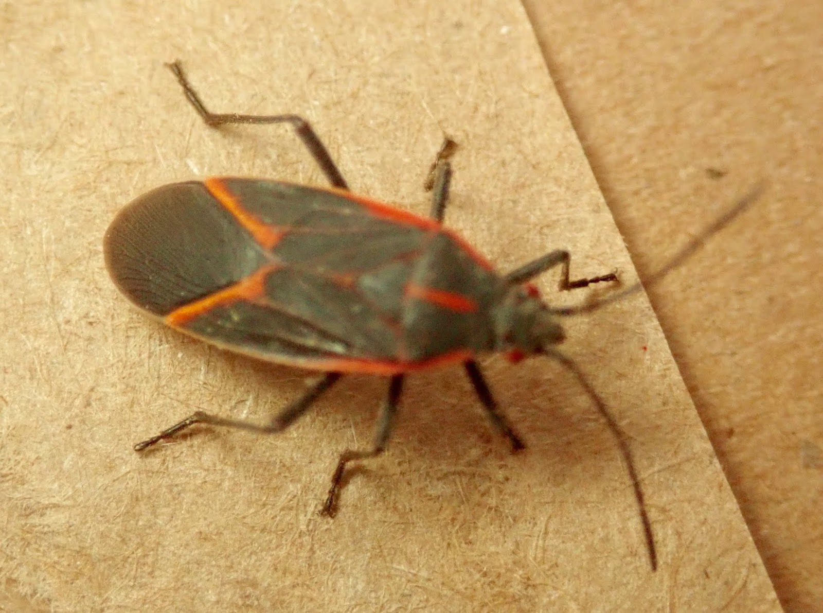 Springfield Plateau: Milkweed Munchers
