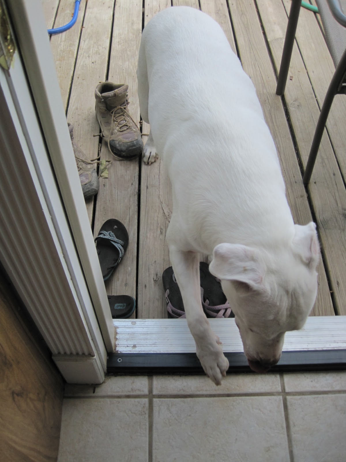 The Happy Pit Bull Blog: Roast Dog Recipe