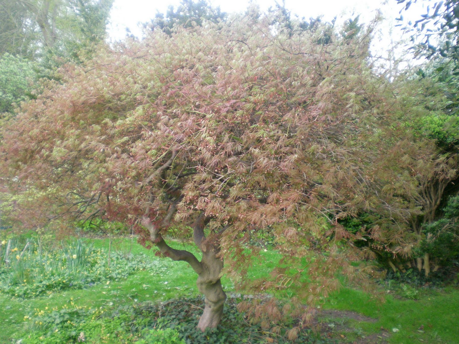 Jarvis House: Spring Flowering Trees and Shrubs in the Jarvis House Garden