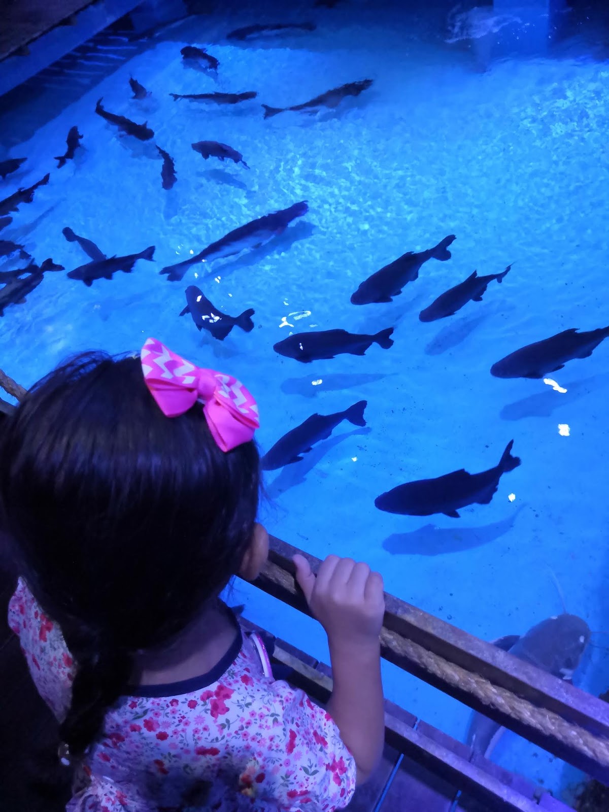 The Shore Oceanarium Melaka destinasi menarik untuk keluarga