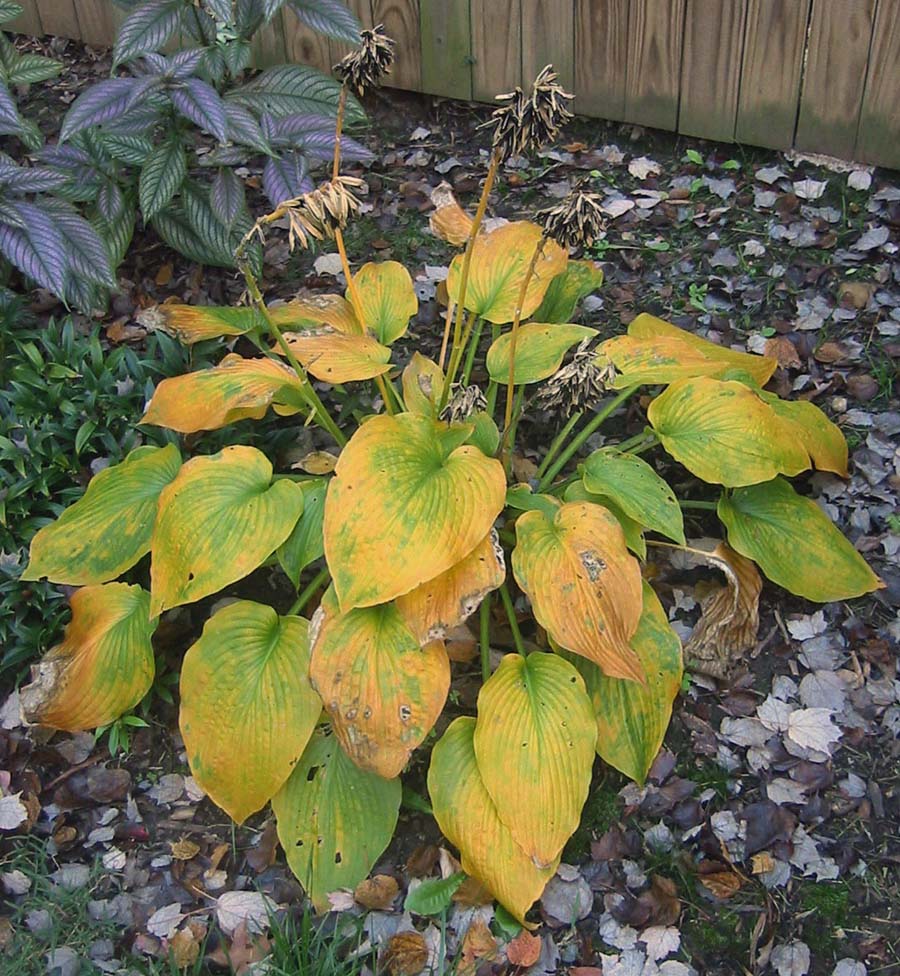 A Leafy Indulgence: Neon Hostas