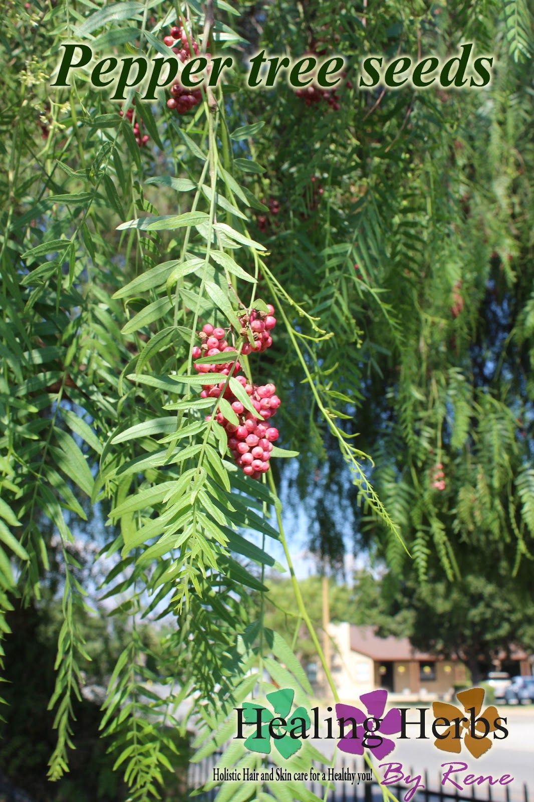 Sustainable Natural Organic hair & Skin care!: Buy California Brazilian ...