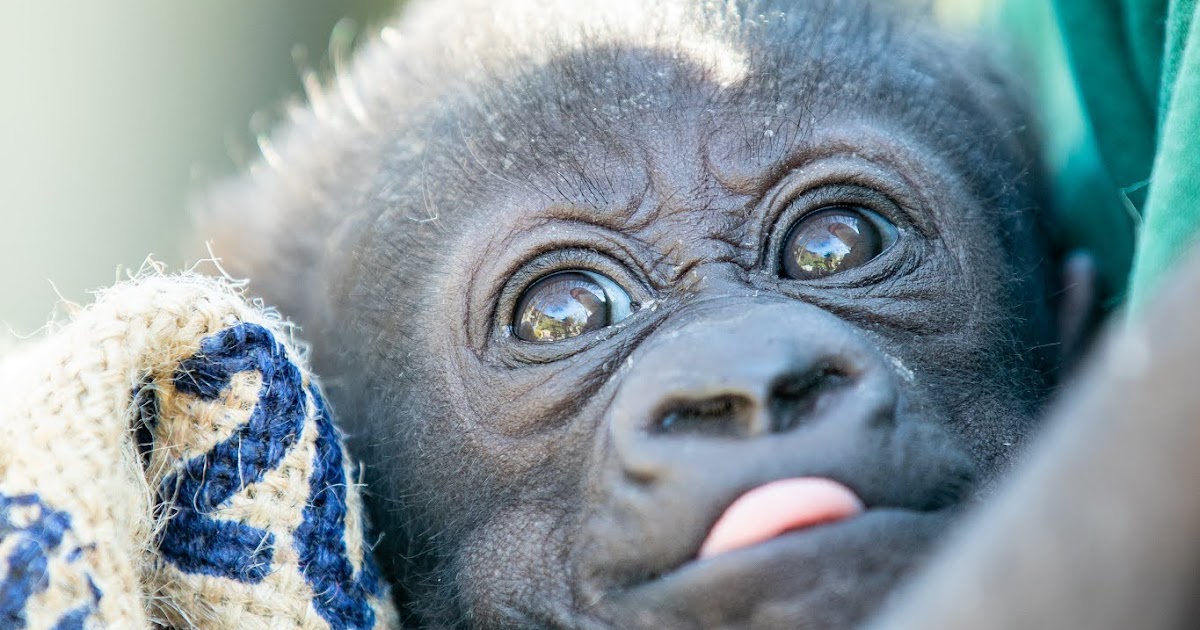 Baby Zuna gets a taste of springtime sunshine... and a tiny tooth appears!