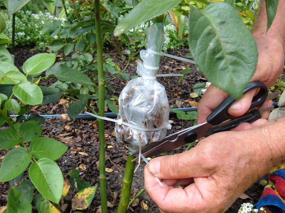 The Minnesota Rose Gardener: Propagating Roses by Air Layering- North ...