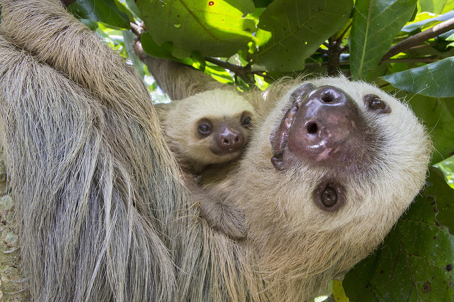GEOGRAFI LINGKUNGAN: SLOTH : KUKANG PEMALAS YANG BERGERAK LAMBAN DARI ...