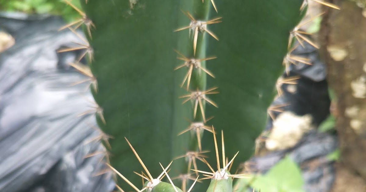 Secrets To Growing Cactus And Succulents: October 2019 Graft Update ...