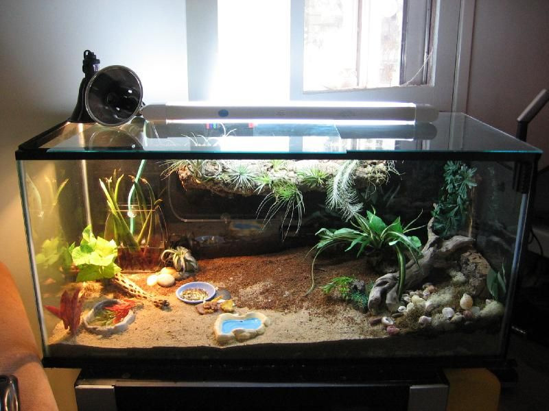 Panduan Perawatan Kelomang, Rumah dan Makanan Umang-umang - Elppas.com