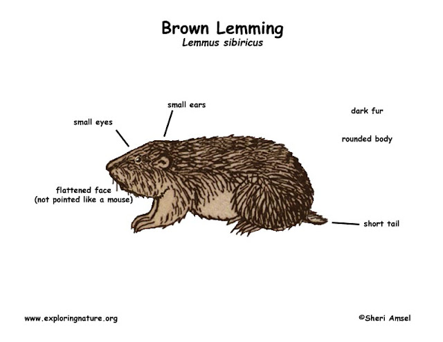 Clancy Tucker's Blog: 29 July 2018 - SOME FACTS ABOUT THE LEMMING