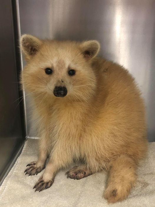 Lacking Colour: The Difference Between Albino and Leucistic Birds ...