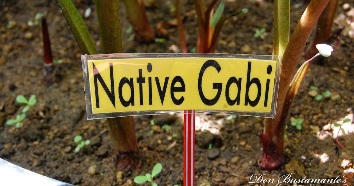 Don Bustamante's Rooftop Garden: Native Gabi