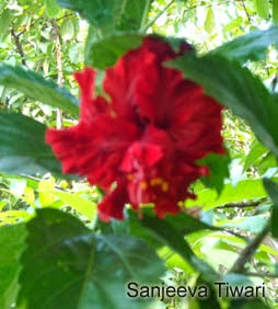 Health,Disease and Genetics: Gudhal flower – Medicinal value