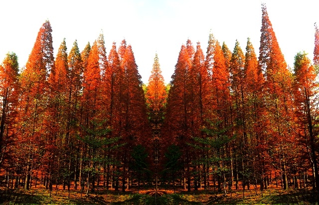 Plant of the Month: Dawn Redwood