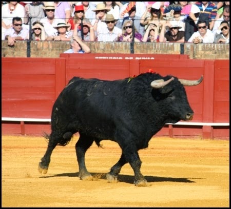 TIERRA SYLVANA: URO O TORO SALVAJE.