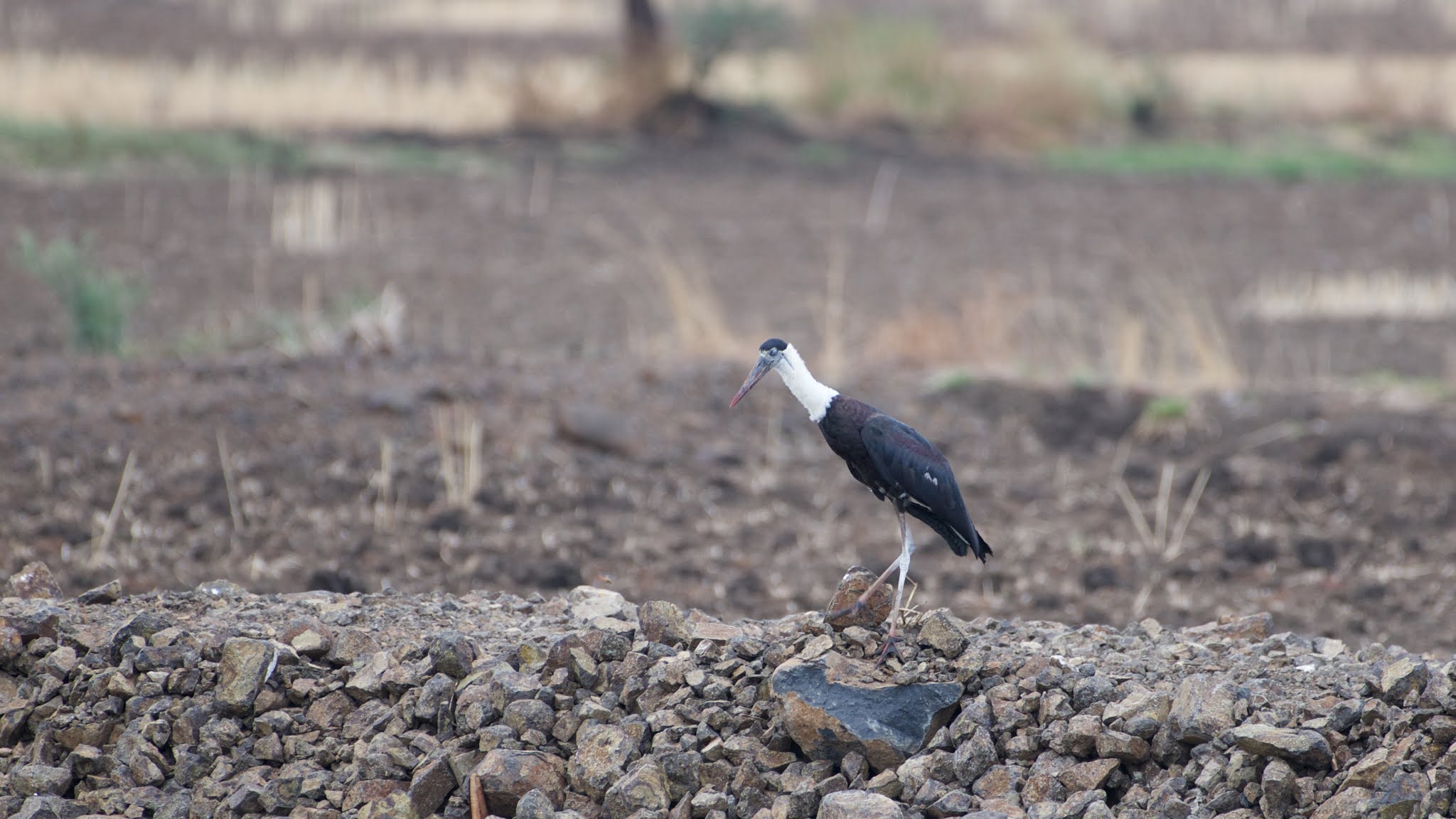 Location: Sanjivini Nagar, Jabalpur, India (Latitude: 23.172826 ...