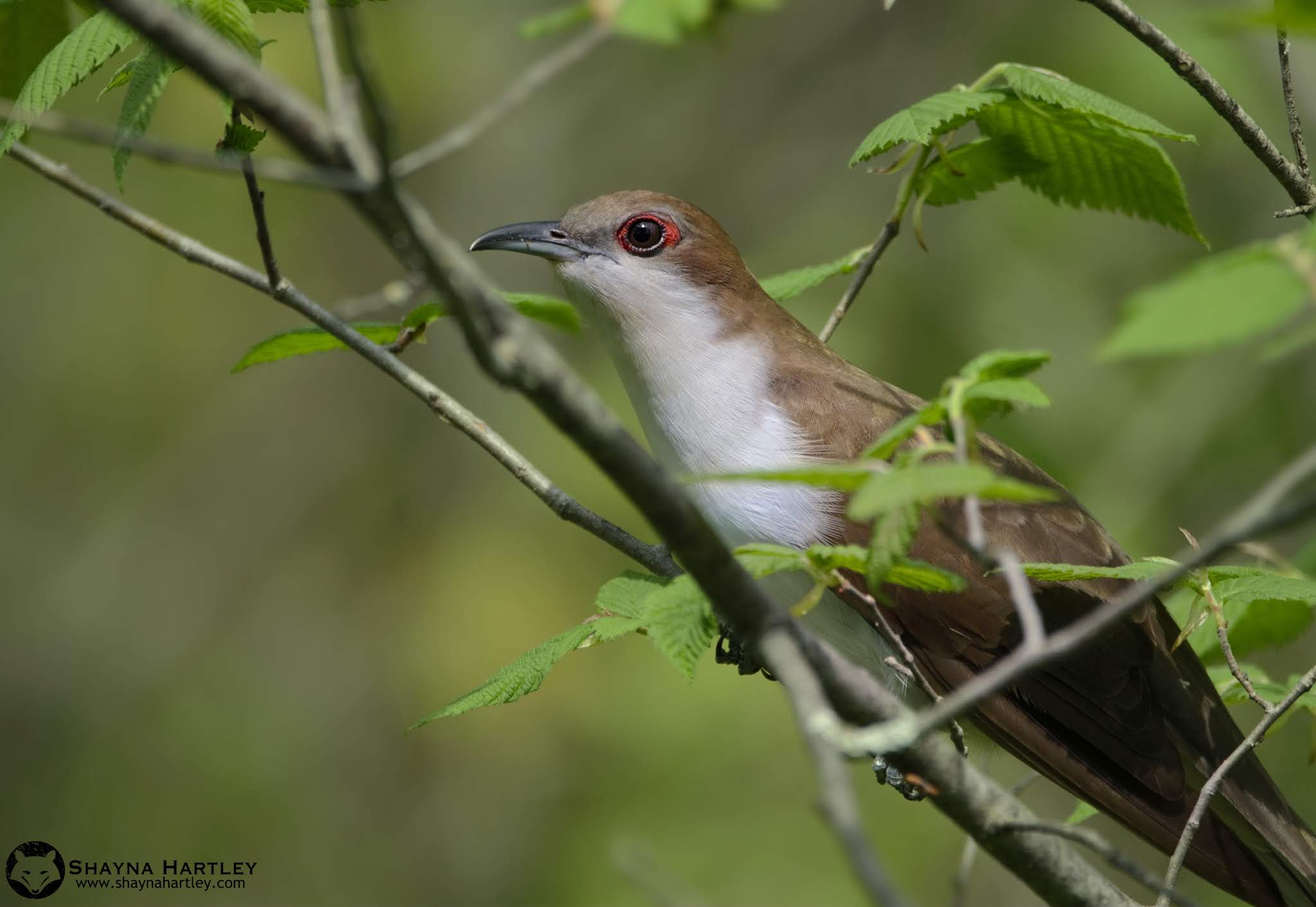 Getting to Know: Ontario’s Cuckoos | Nature Notes Blog