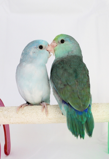2011 | Parrotlet Babies