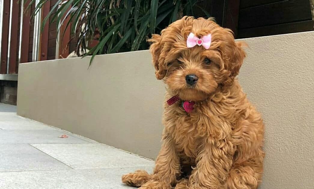 F2 cavapoo Temperament, Size, Lifespan, Adoption