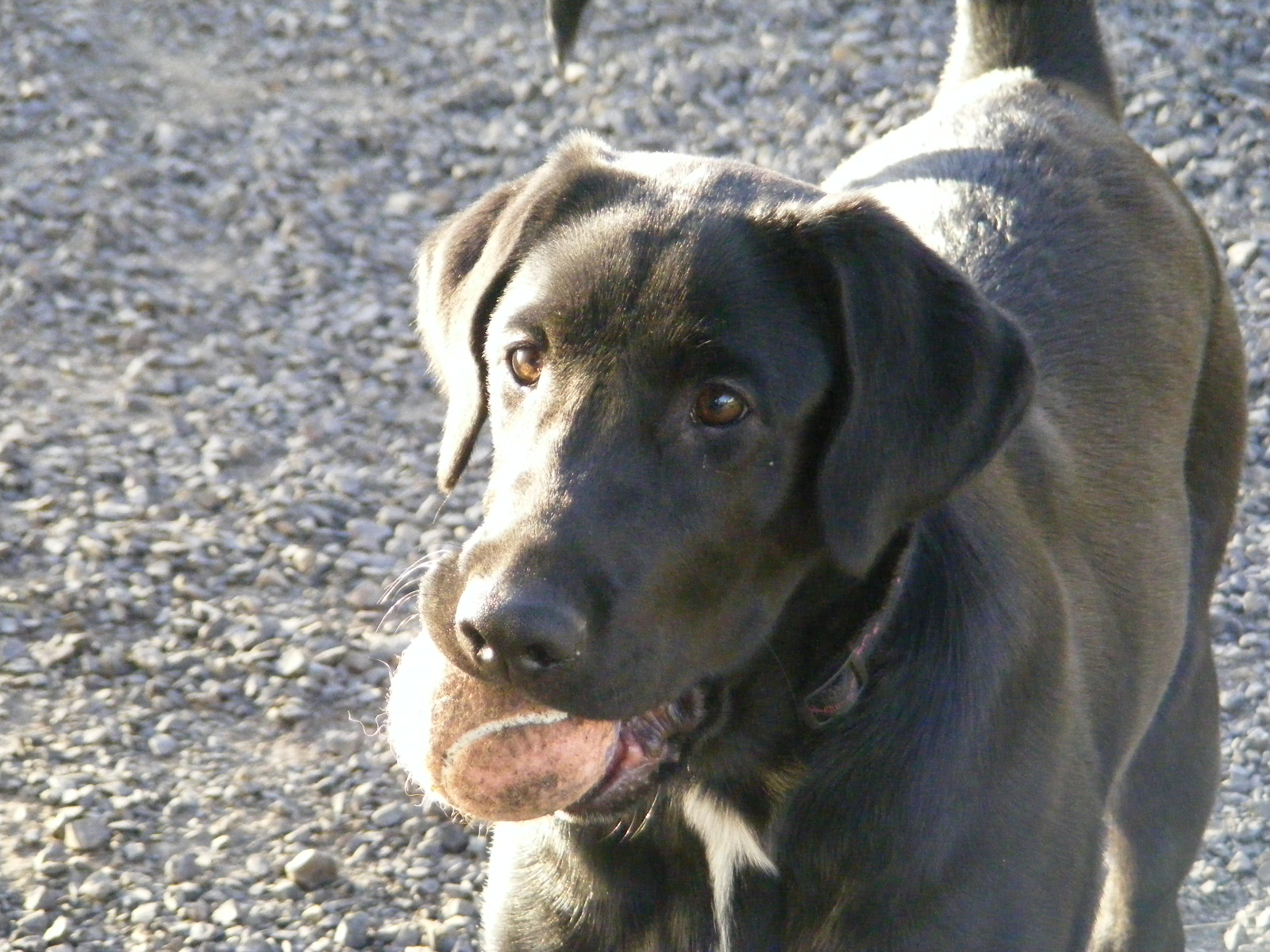 LaBrook Labradors: Available