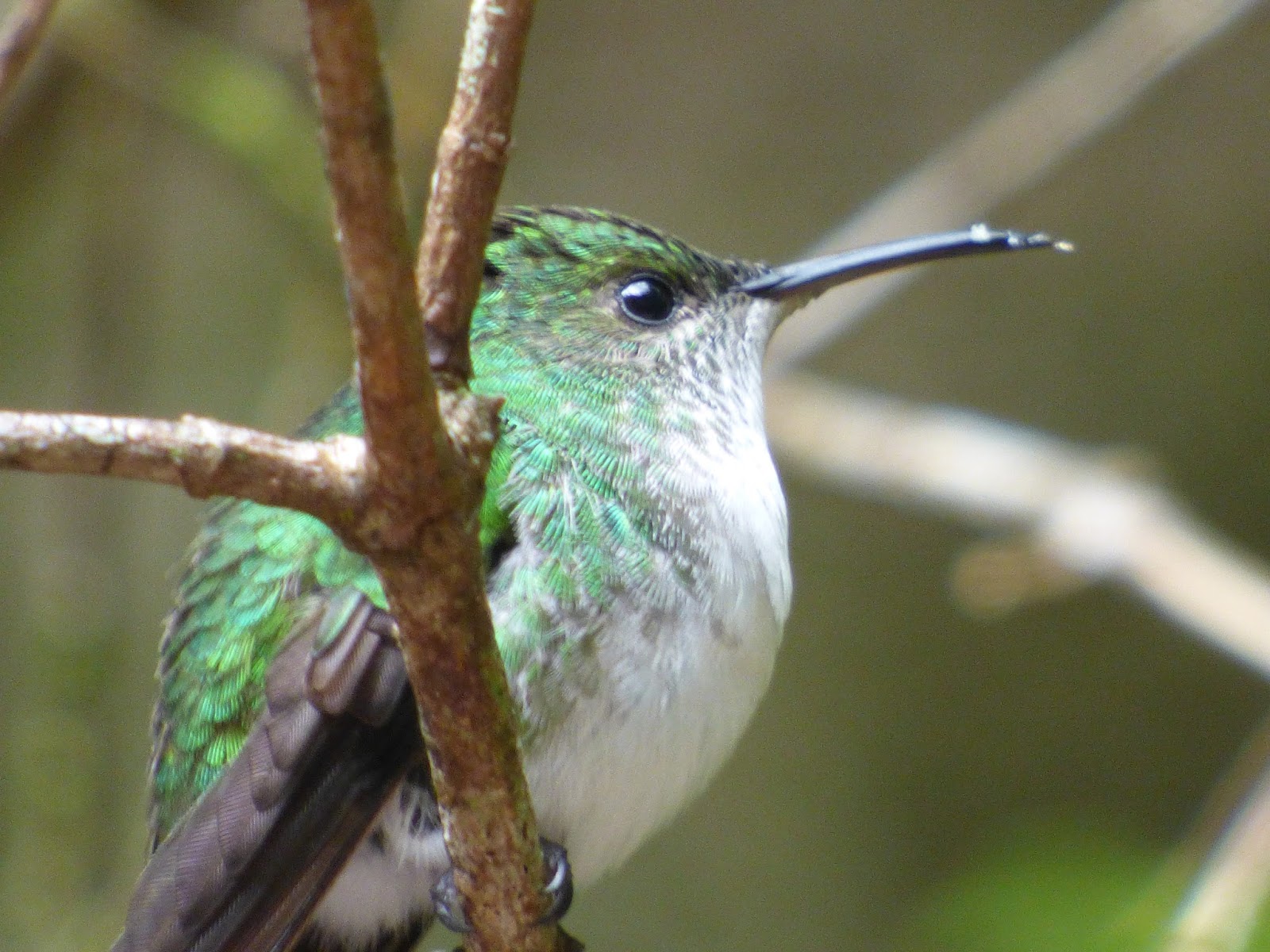 Fauna y Fotografía: Último día en Monteverde II: El Paraíso de los ...
