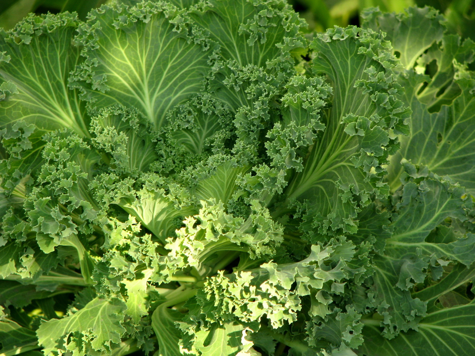 Cabbage leaves hd wallpaper ~ The Wallpaper Database