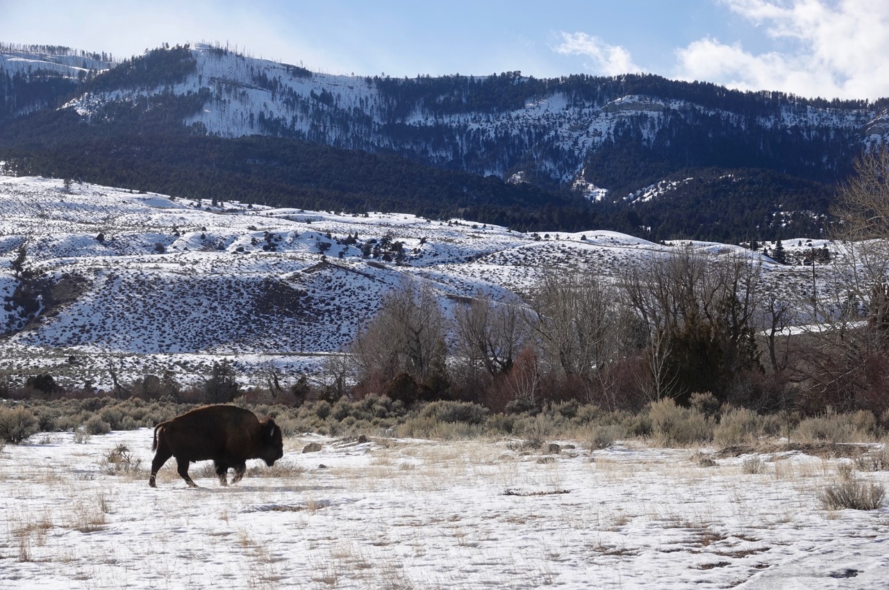 Rick Lamplugh: A Day in the Yellowstone Bison Migration: A Photo Essay