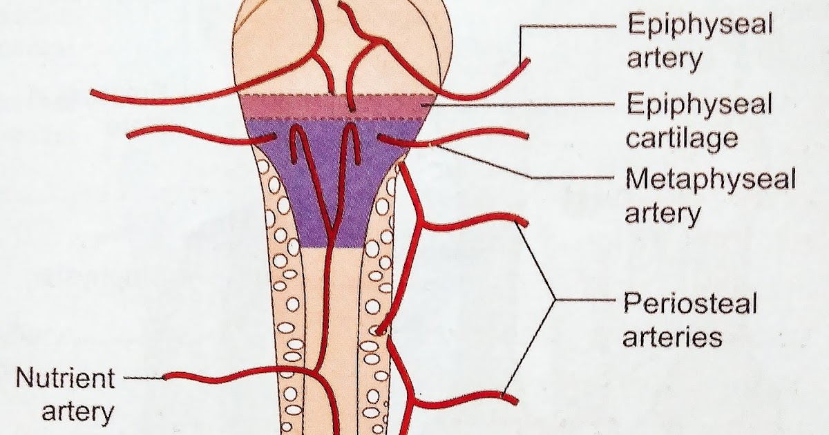 NeckWot Health: BLOOD SUPPLY OF BONE