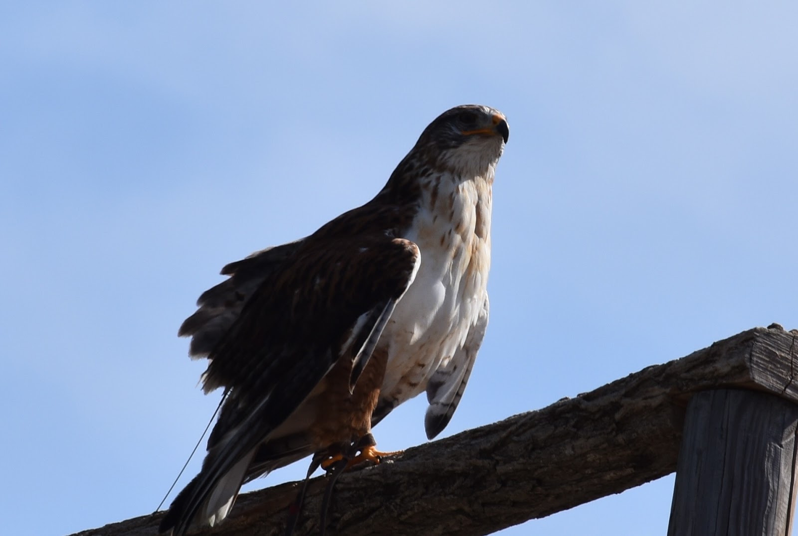 ZOOTOGRAFIANDO (6.100 ANIMALS): RATONERO AUGUR / AUGUR BUZZARD (Buteo ...