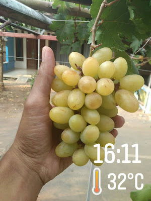 Sebelum Anda menanamnya... baca artikel Perbandingan Rasa 11 Jenis ...