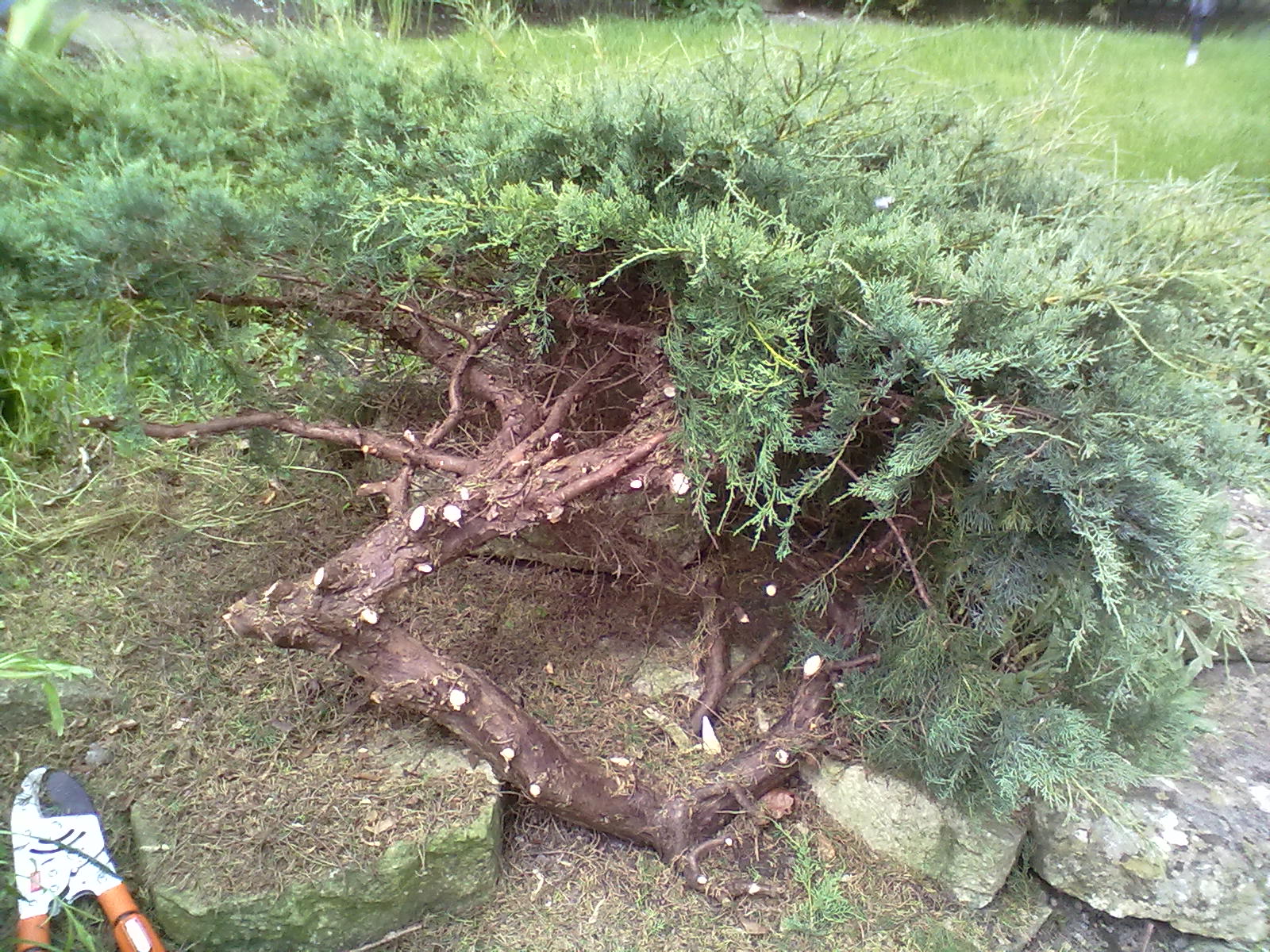 Rachel the Gardener: How to: start a Cloud pruned Juniper from scratch