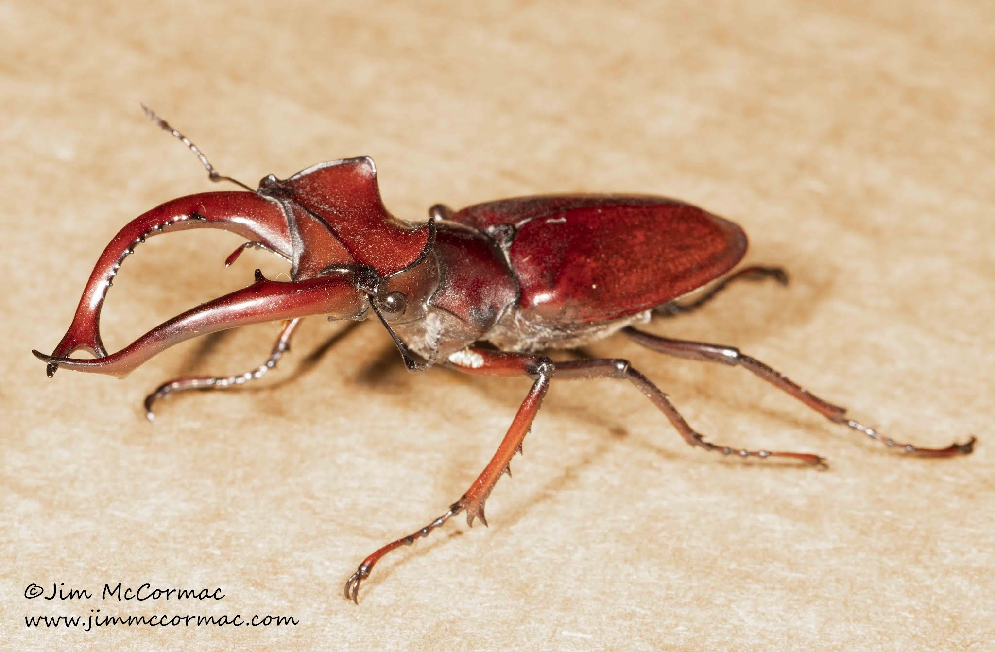 Largest Alaskan Beetle