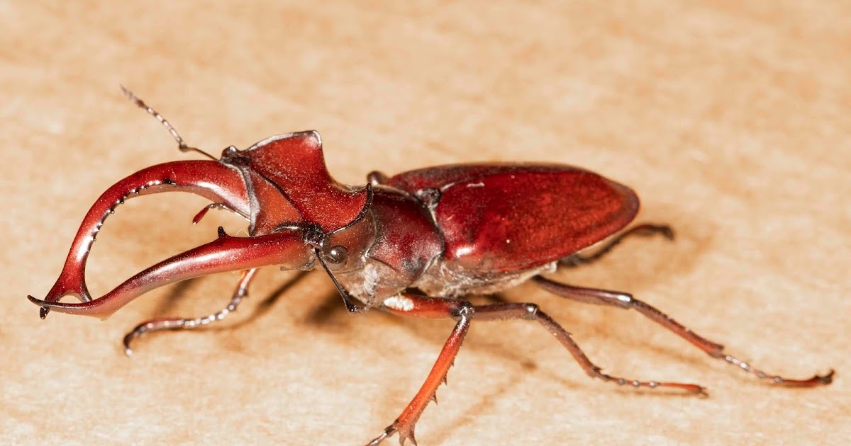 Ohio Birds and Biodiversity: Giant Stag Beetle in Ohio