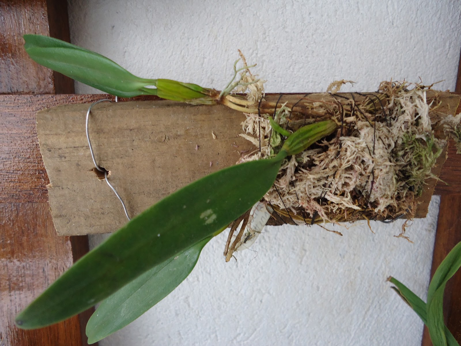 Debbie's Orchids: Orchid trellis