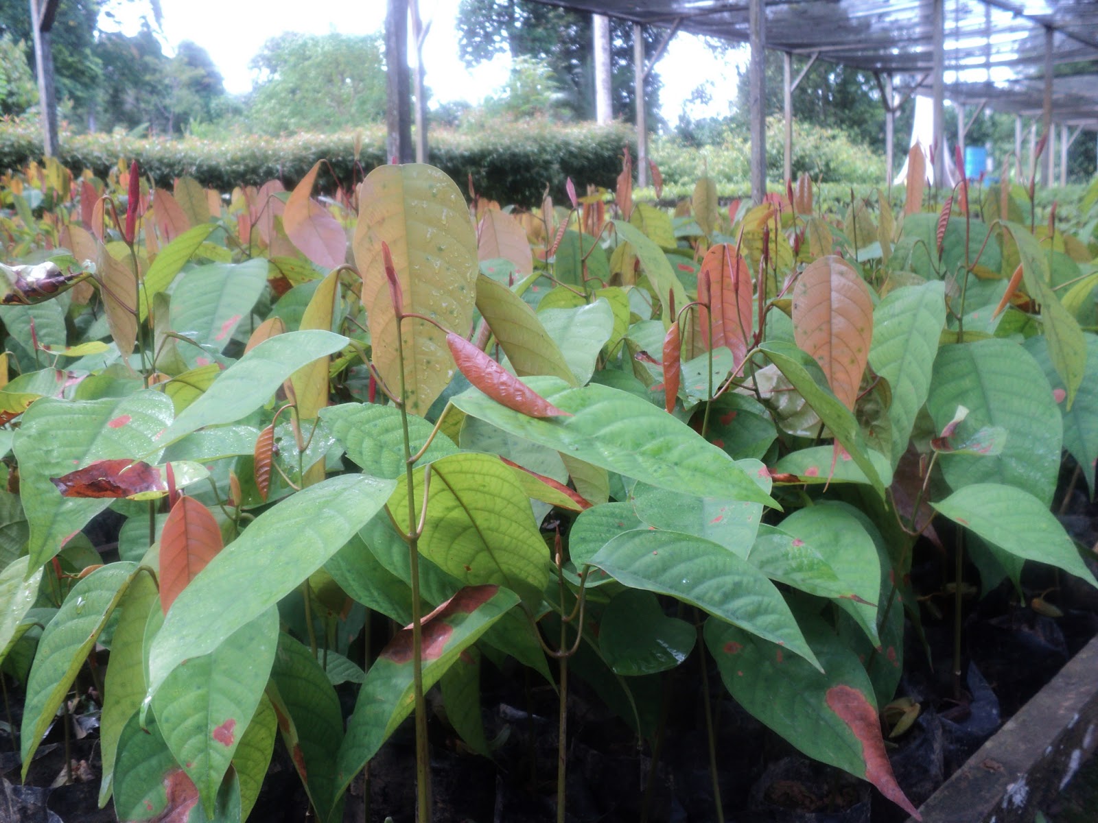 Belantara Borneo: Mengenal Jenis Pohon (1)
