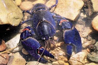 Cherax Robustus ~ Crayfish | Crawfis | Huna | Lobster Galery