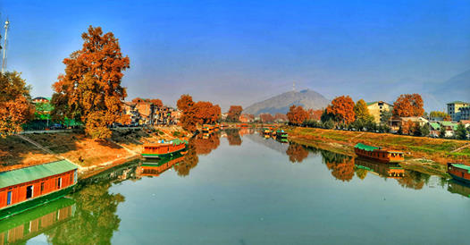 Medicinal Plants in India: Chinar trees Kashmir