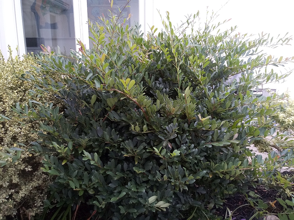 Future Plants by Randy Stewart: Isu Tree