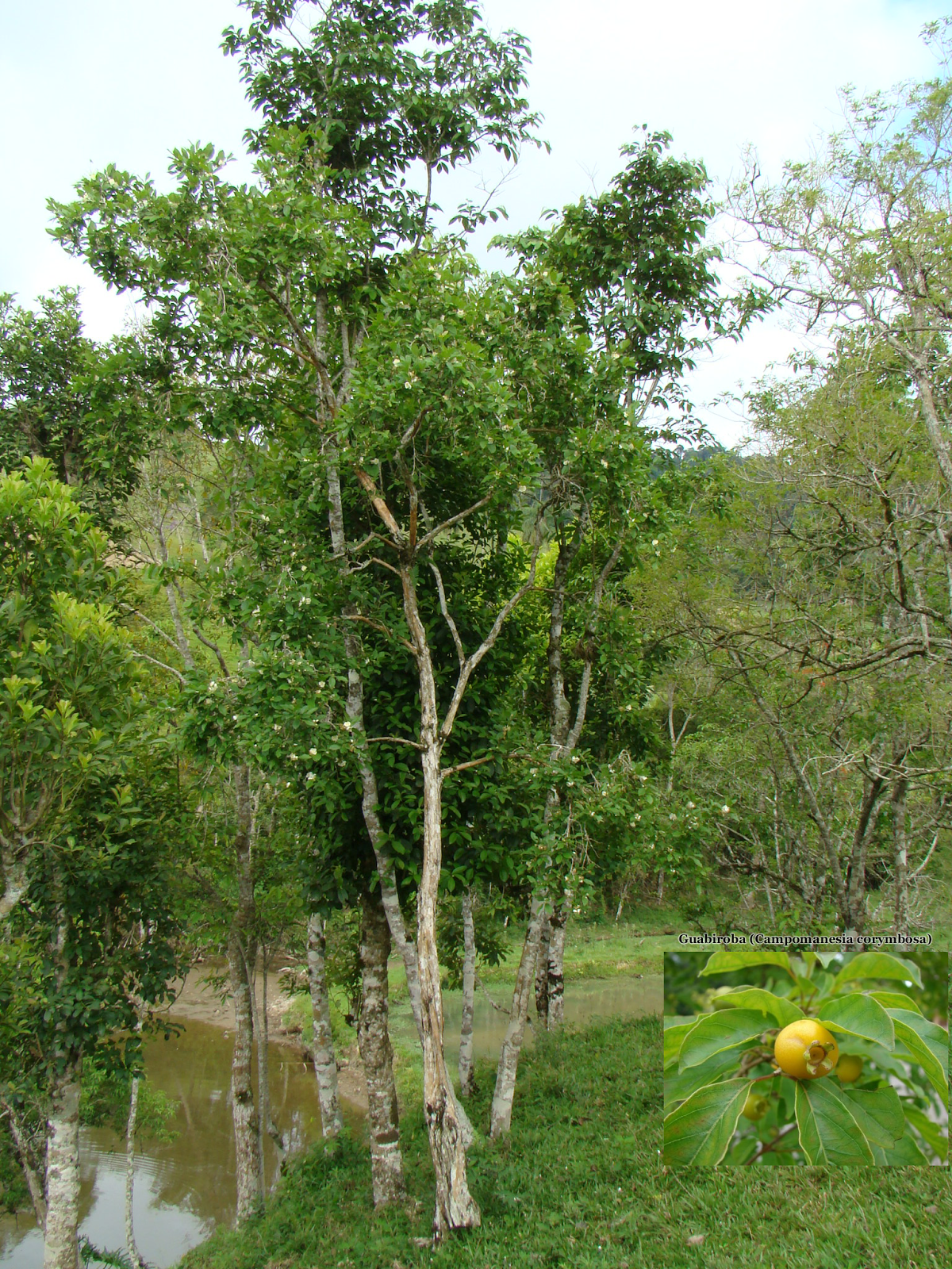 Guabiroba | Campomanesia reticulata