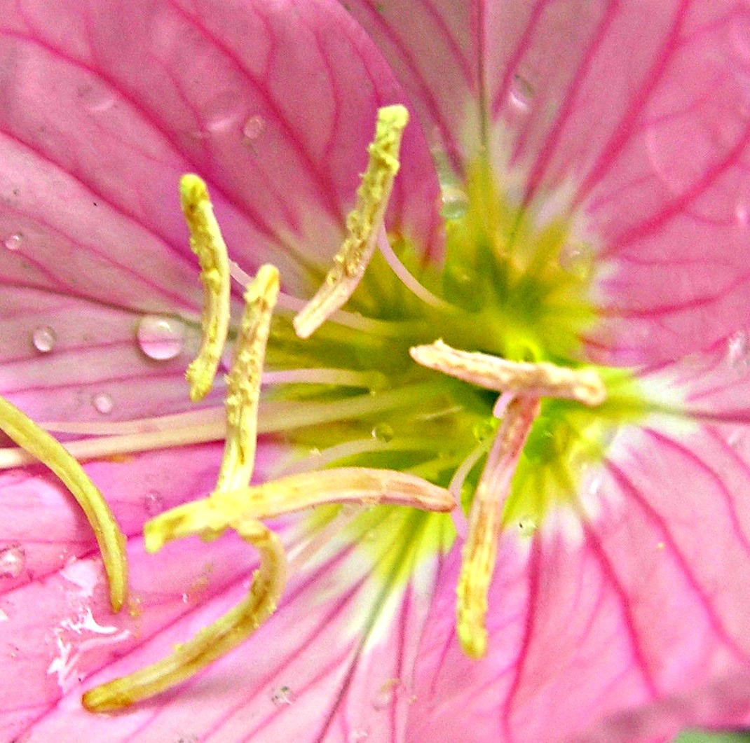 Splendid Little Stars: raindrops