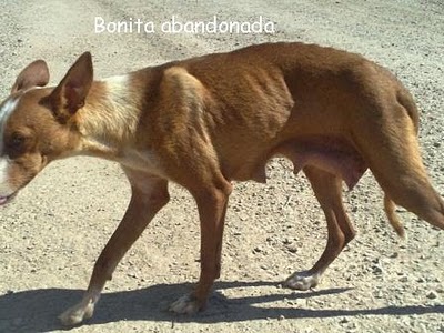 "MASCOTAS" DESAMPARADAS Y MALTRATADAS: "PERRO COJO"