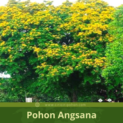 Mengenal Ekologi dan Persebaran Pohon Angsana - Ciriciripohon.com