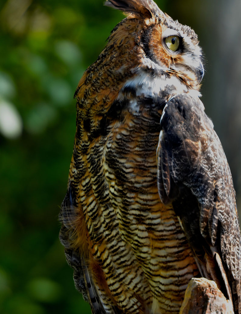 Red and the Peanut: Listening for our Great Horned Owls this winter...