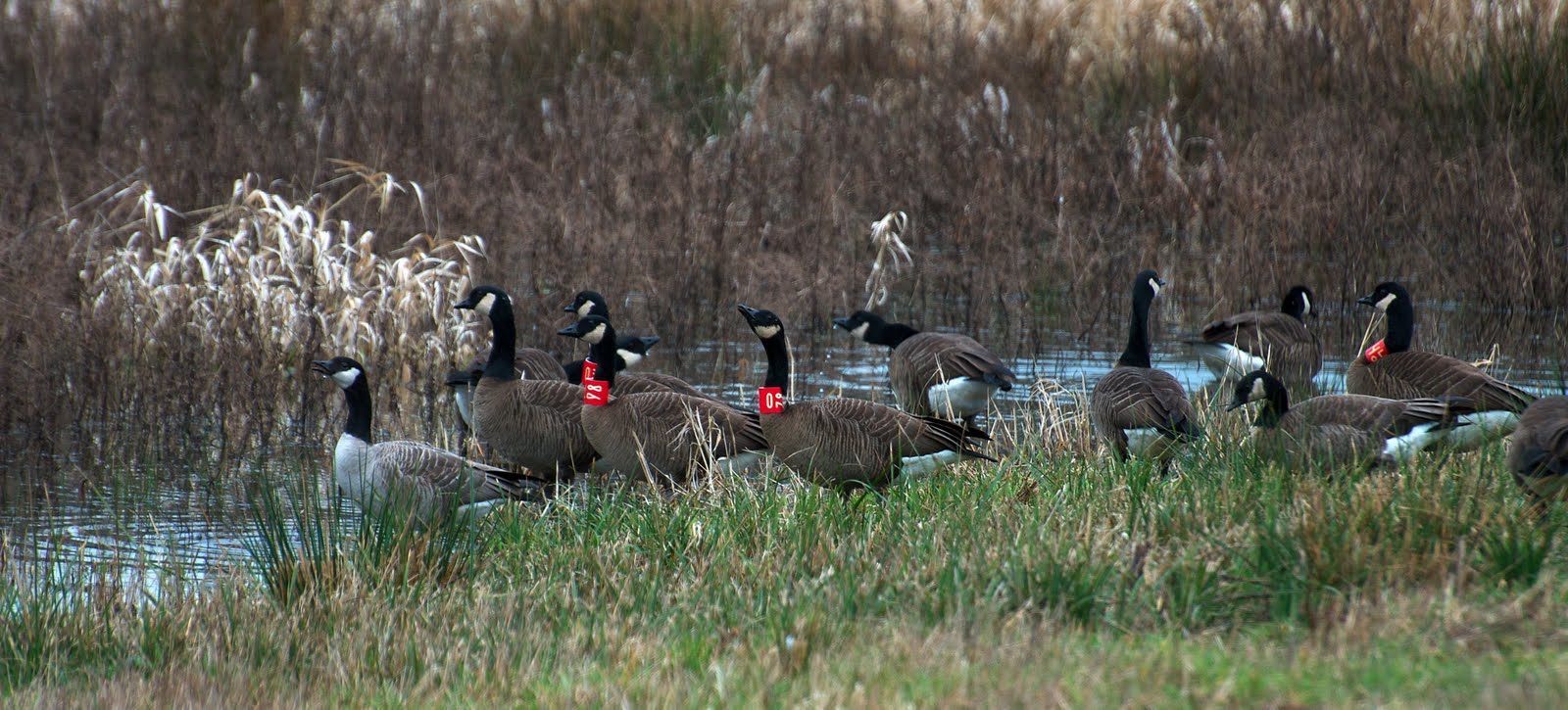 NW Bird Blog: Canada Goose - Neck Bands