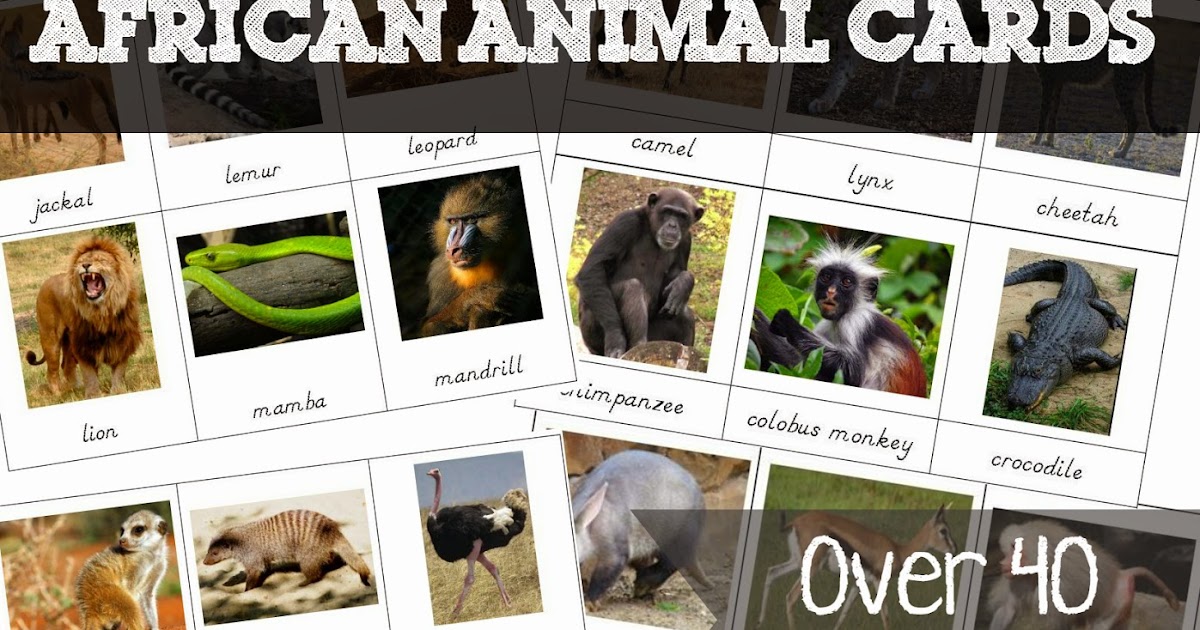 Welcome to Mommyhood: Free Printable African Animal Cards