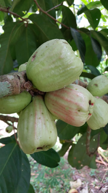 Warisan Petani: Buah Jambu Bol
