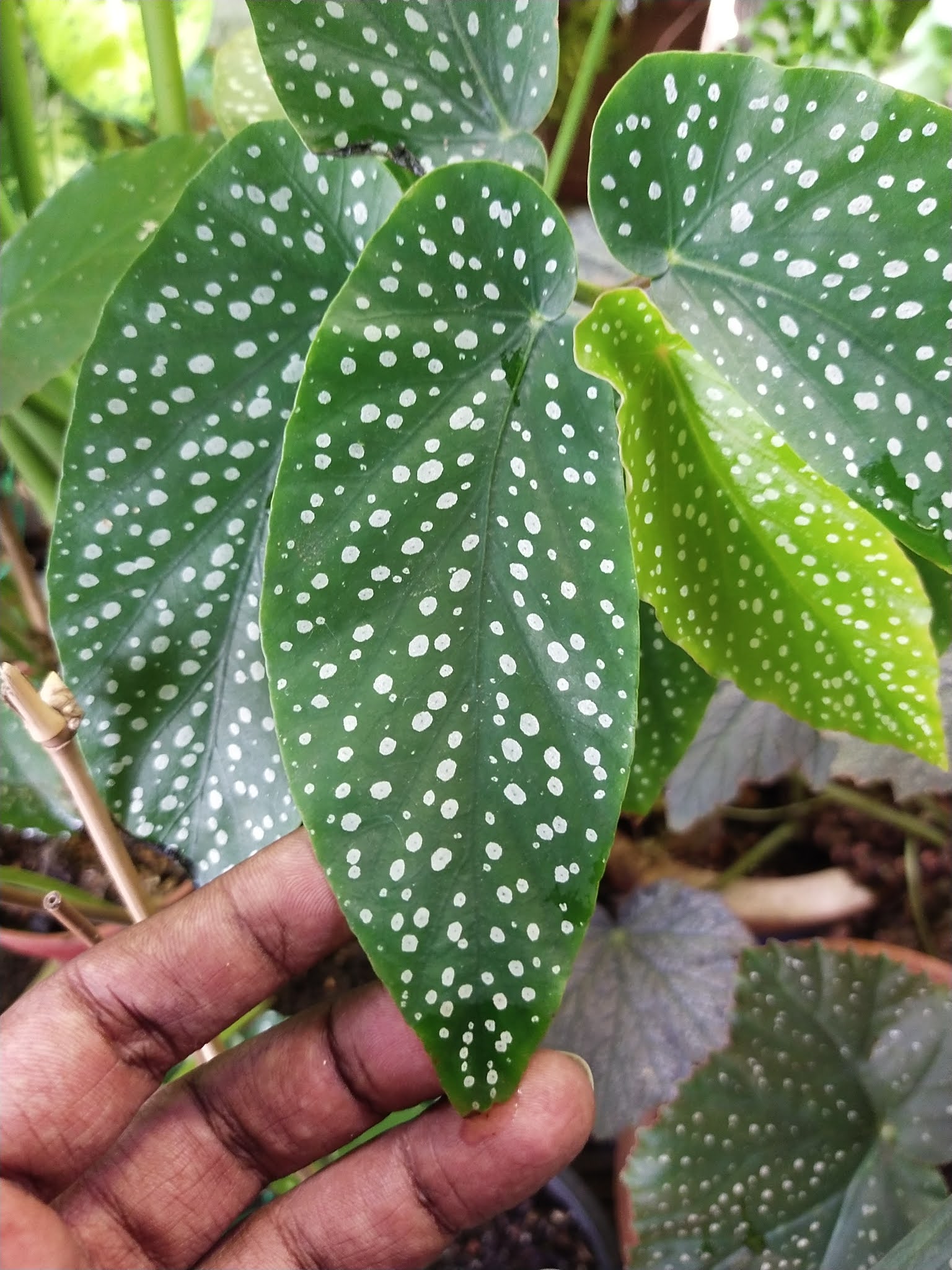 Garden Chronicles of James David: Cane Begonia 'Albo-picta' (Updated ...